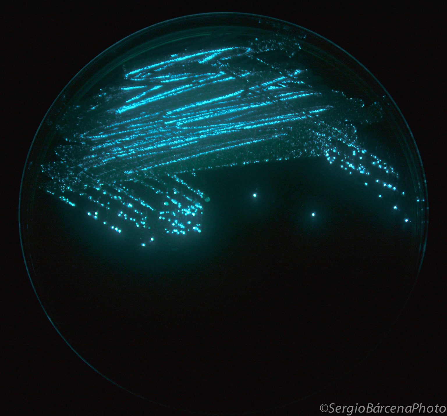 Bacterias que producen luz: bioluminiscencia – microBIOblog