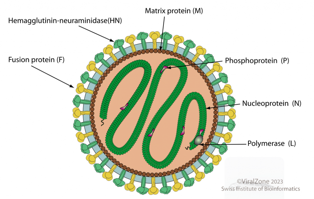 Sobre el origen del sarampión y su erradicación – microBIOblog