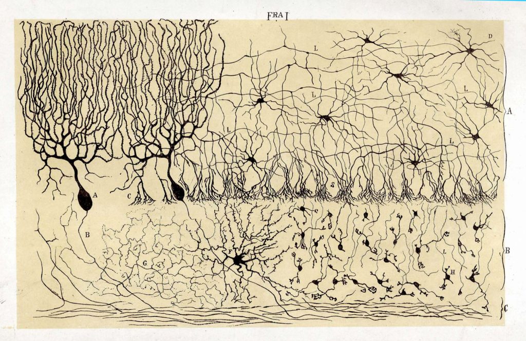 La fascinante historia de la “Reazione Nera” – microBIOblog